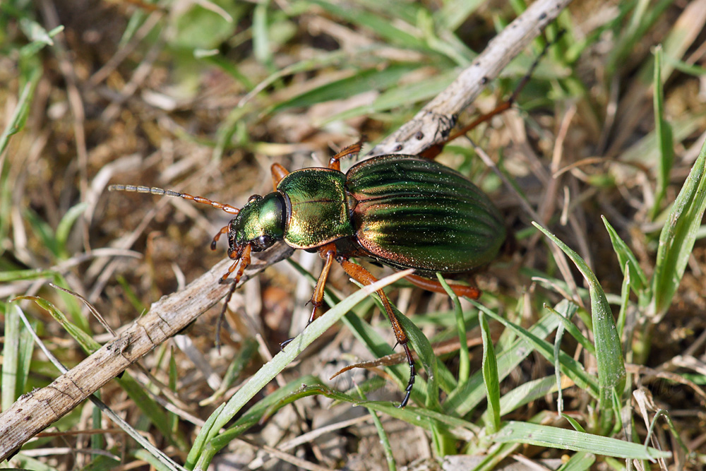 Photo Nature Lilliputienne (macrophotographies): Carabus auratus, le ...