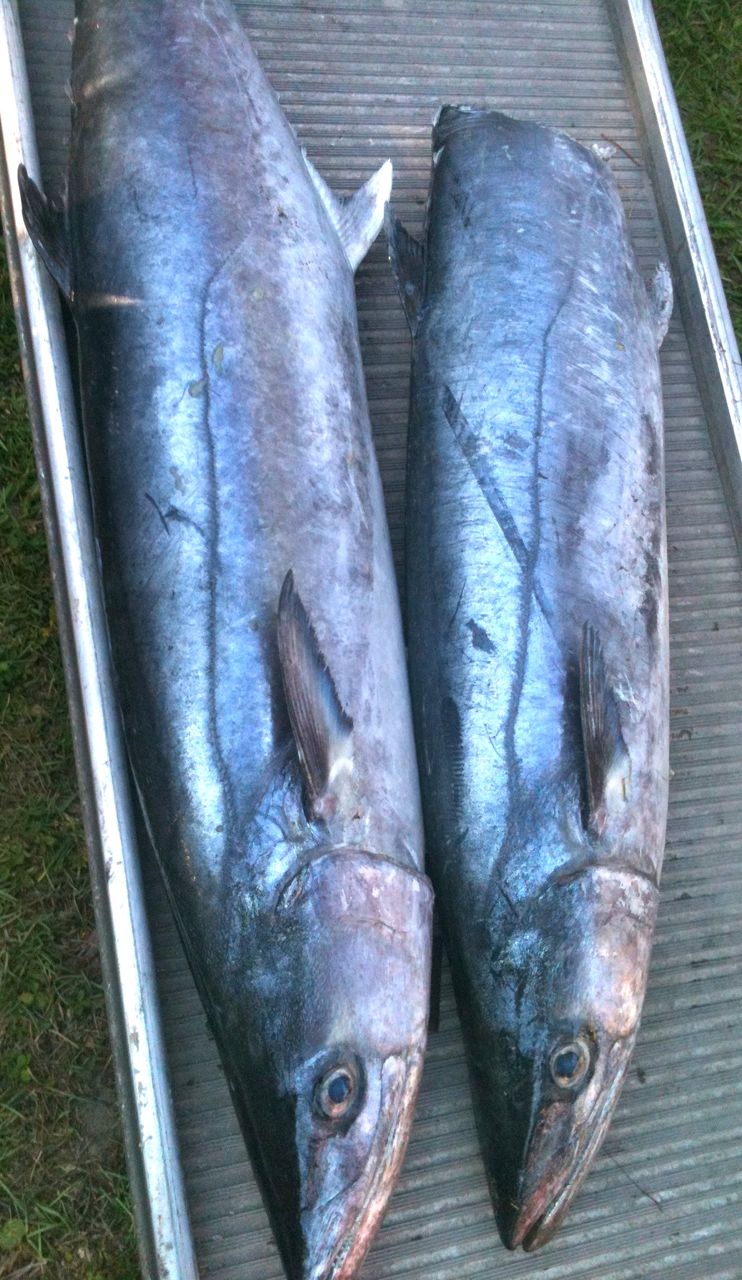 Fish Hard Lowcountry: Almost Rocked The Dock
