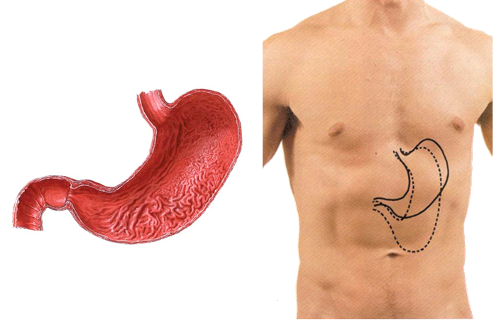 MBBS Medicine (Humanity First): Alimentary system