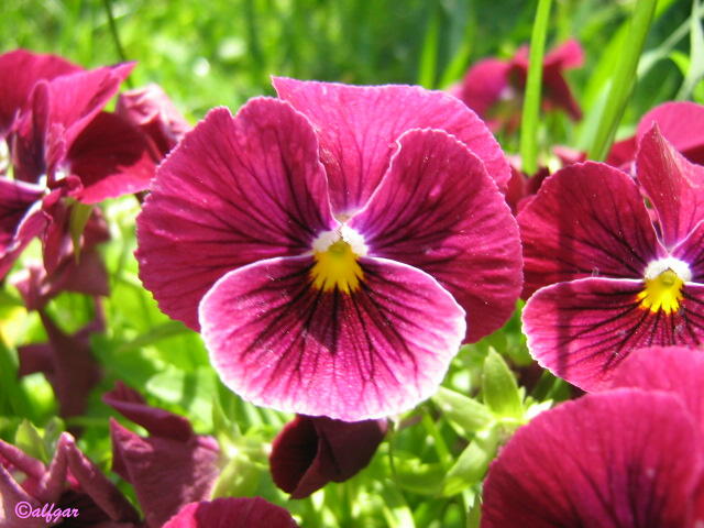 nontuttomaditutto: 194 pansè