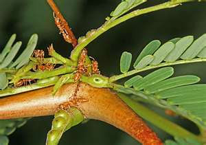 Simbiosis Mutualisme diantara Bangsa Semut dan Pohon-Pohon Akasia ...