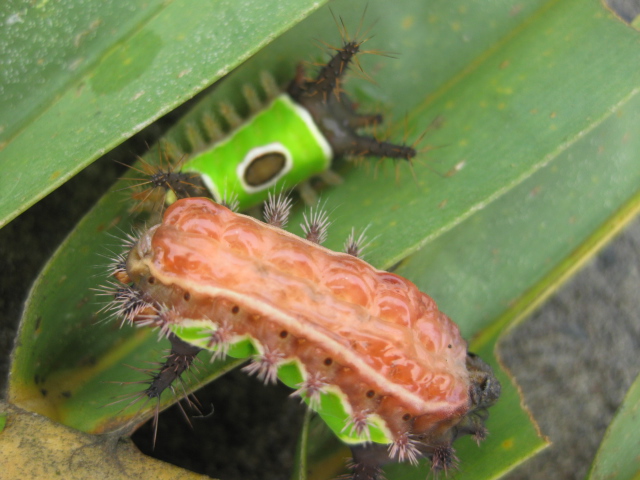 Ark Landing Panama: Panama Bug of the day!