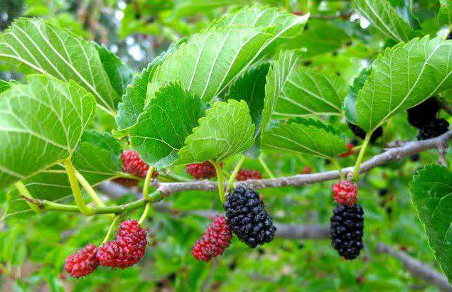 mengenal tumbuhan yang bermanfaat di hutan | PRAMUKA NUSANTARA 14