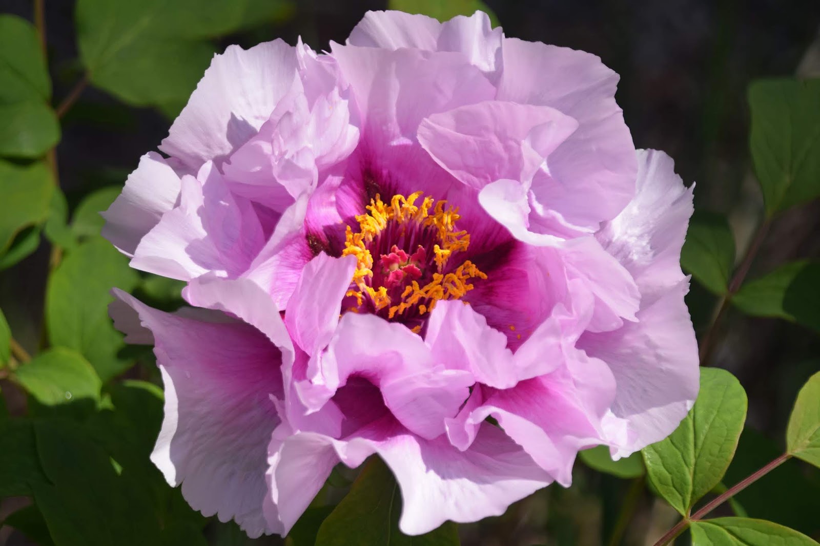 Southern Peony: 2020 Peony Blooms Week 2 Early