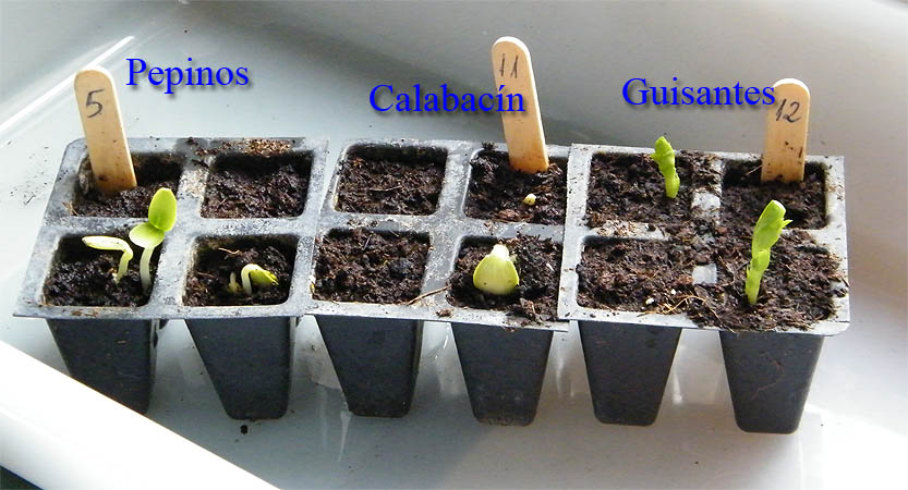 Almacigo : Mi huerto urbano