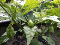 Cili Sarawak Dah Berbuah ~ SURIA AMANDA