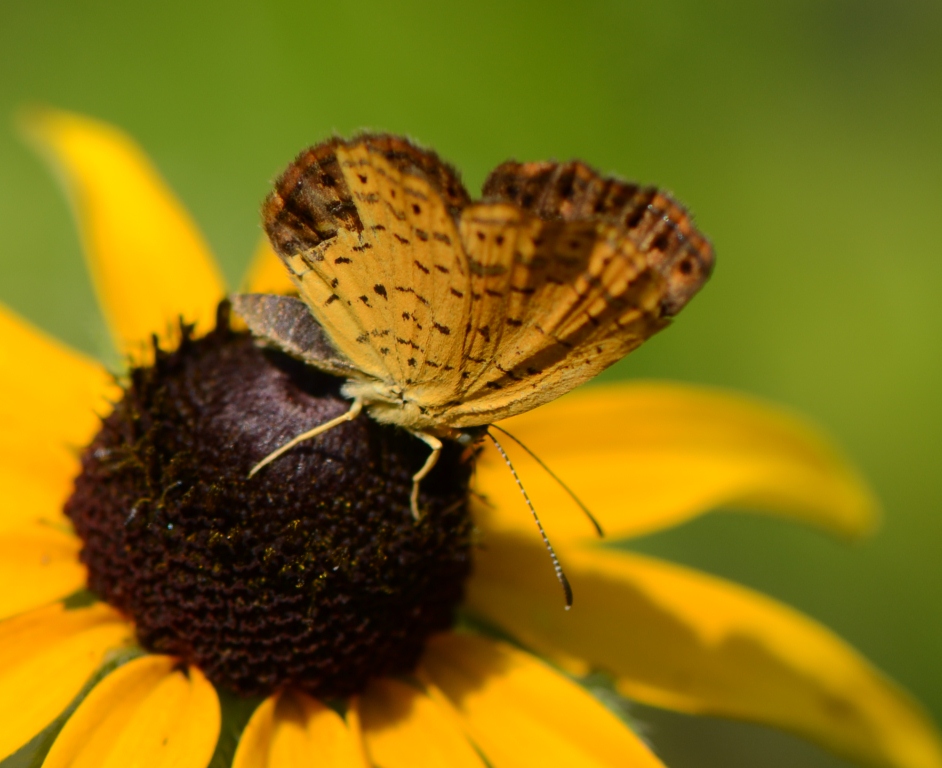 Ohio Birds and Biodiversity: A few cool bugs, featuring Northern metalmark