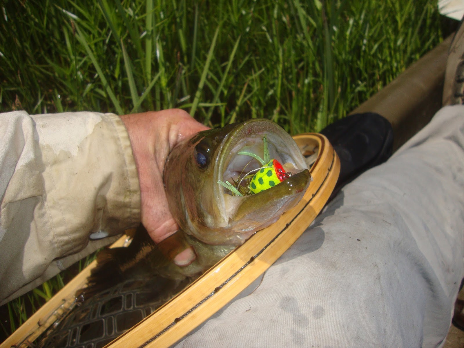 ~StreamSide Tales~: MOJO Bass Fly Rod Review