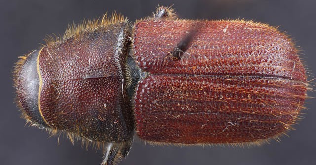 Xtremehorticulture of the Desert: Push-Pull Method of Controlling ...