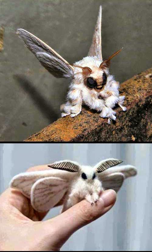 Amici-in-allegria: La falena barboncino - Poodle Moth-