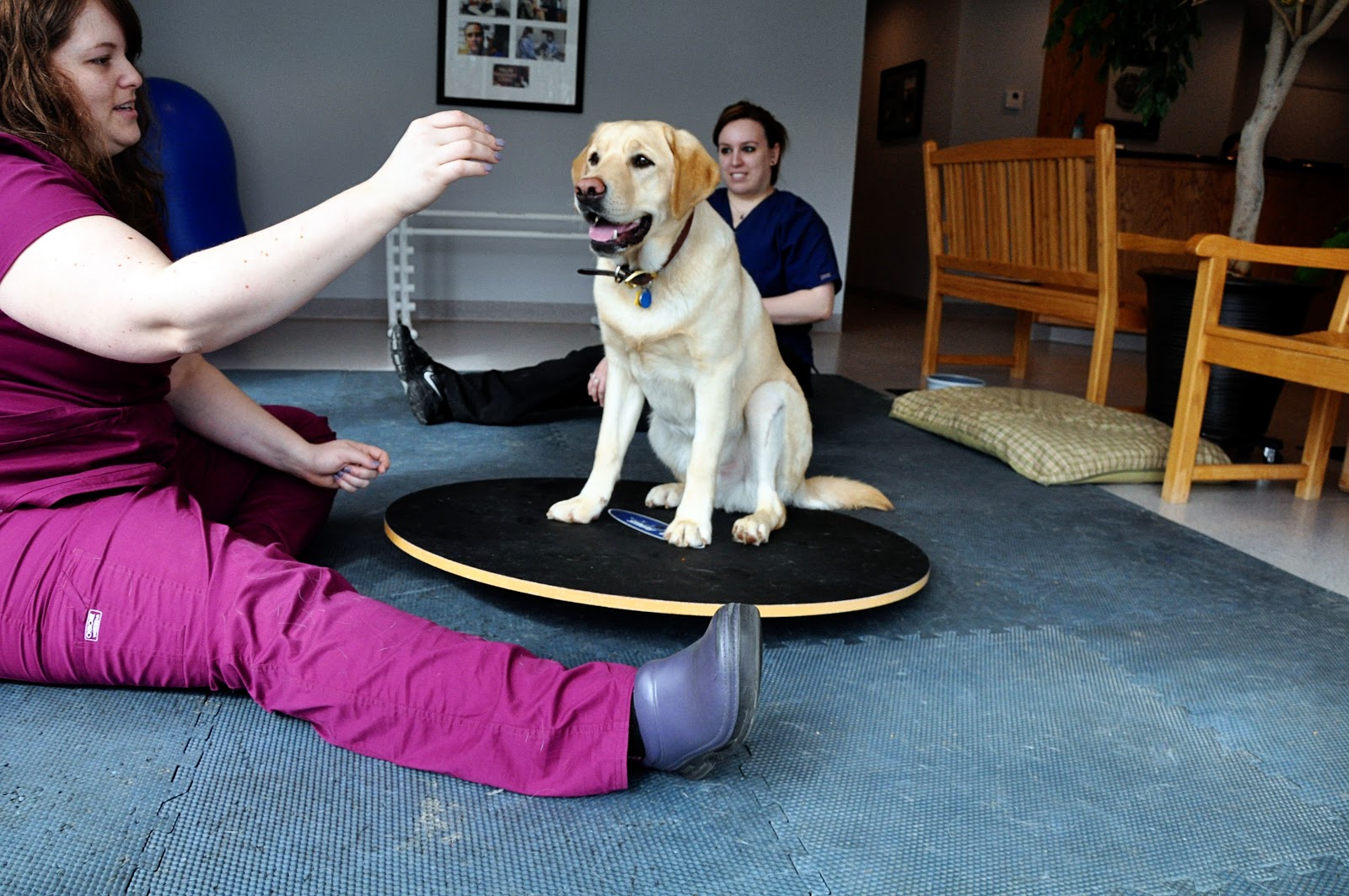 Bessey's Positive Paws: SMART x 50