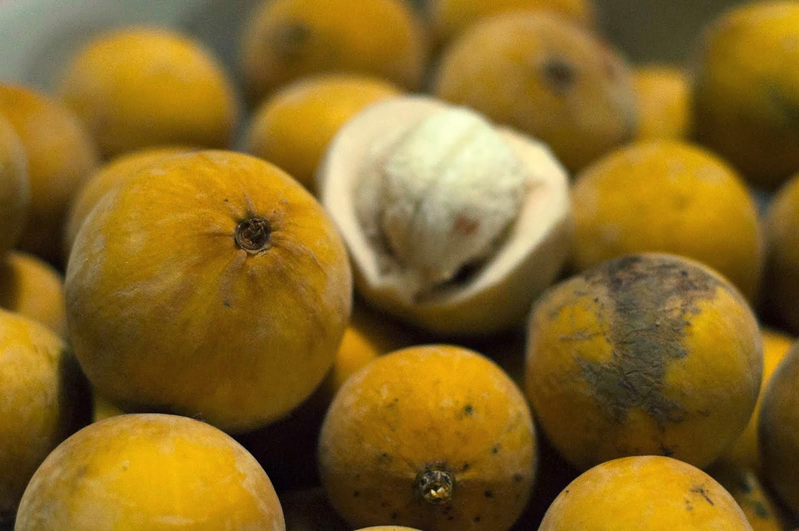 Caraka Purwo Wibisono: Mengenal manfaat dan khasiat buah kecapi