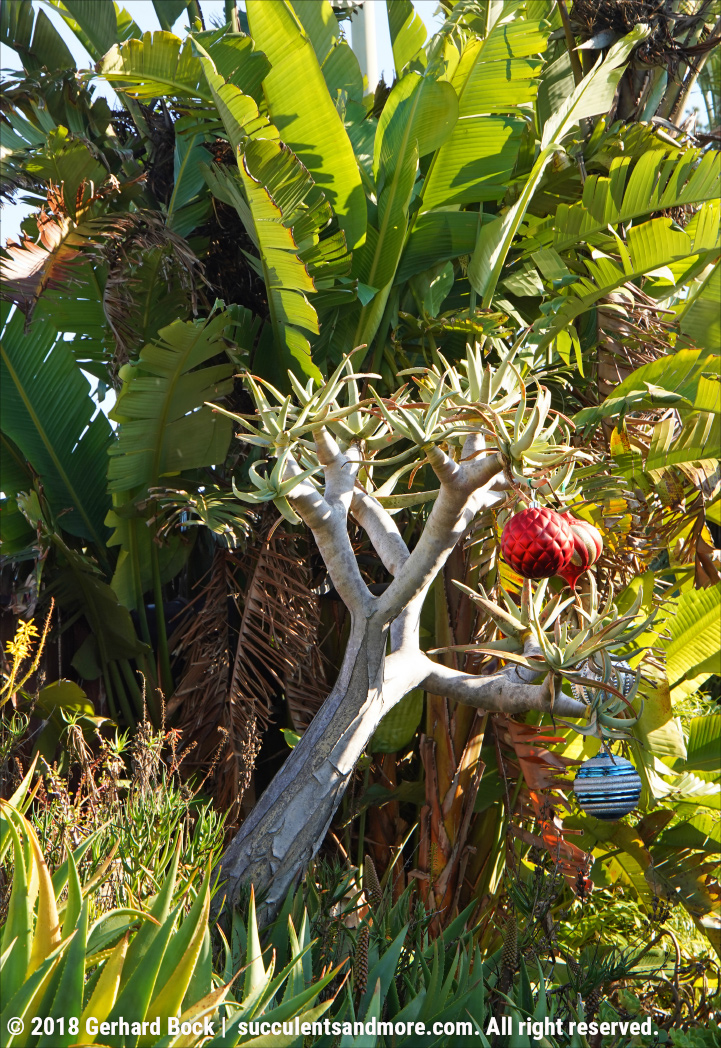 John Miller's Oakland aloe garden (Institute for Aloe Studies)