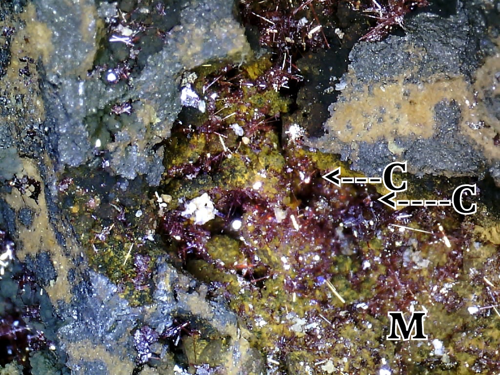 CSMS GEOLOGY POST: JORDANITE, LAZARD CAHN & WILLARD WULFF