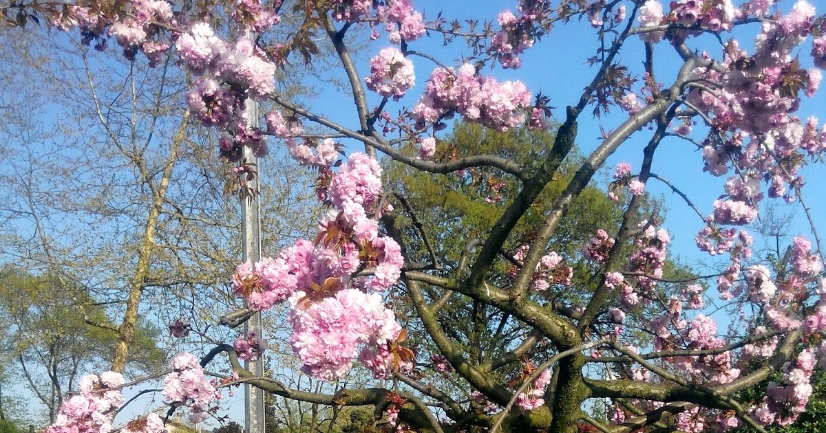 Hiçlikte Bir An: Zarif Basitliğin Yüceliği: Şibumi ve Sakura