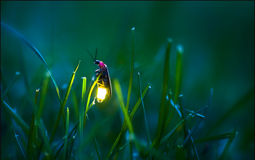 wallpapers-hub: fireflies at night
