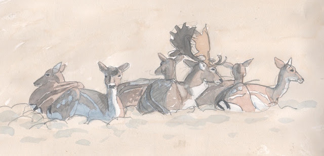 Wildlife Drawing Journal