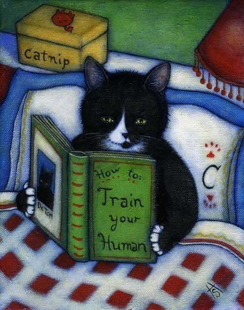 Catsparella: How To Train Your Human