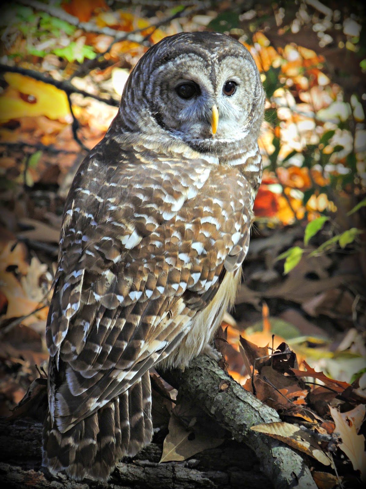 World Bird Sanctuary: Owl