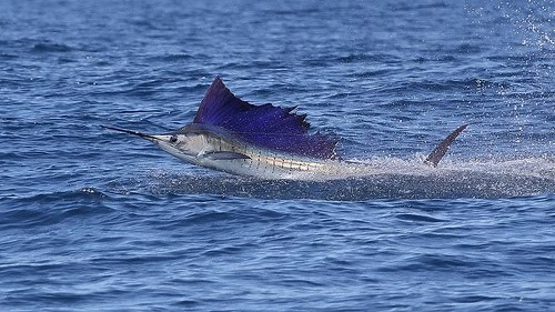 El mundo marino : Pez vela