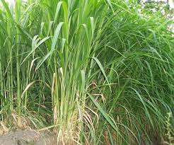 ILMU PETERNAKAN, PERTANIAN DAN MAMFAATNYA BAGI DUNIA: JENIS-JENIS ...