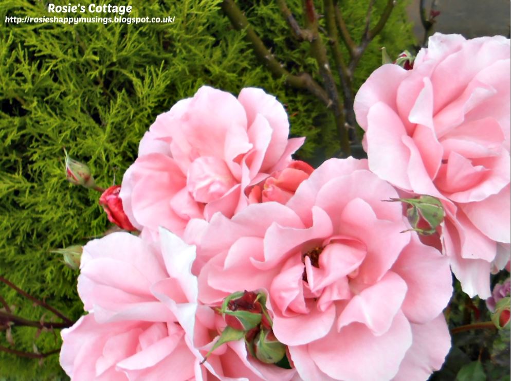 Rosie's Cottage: Picture Perfect Project - Spring In The Garden