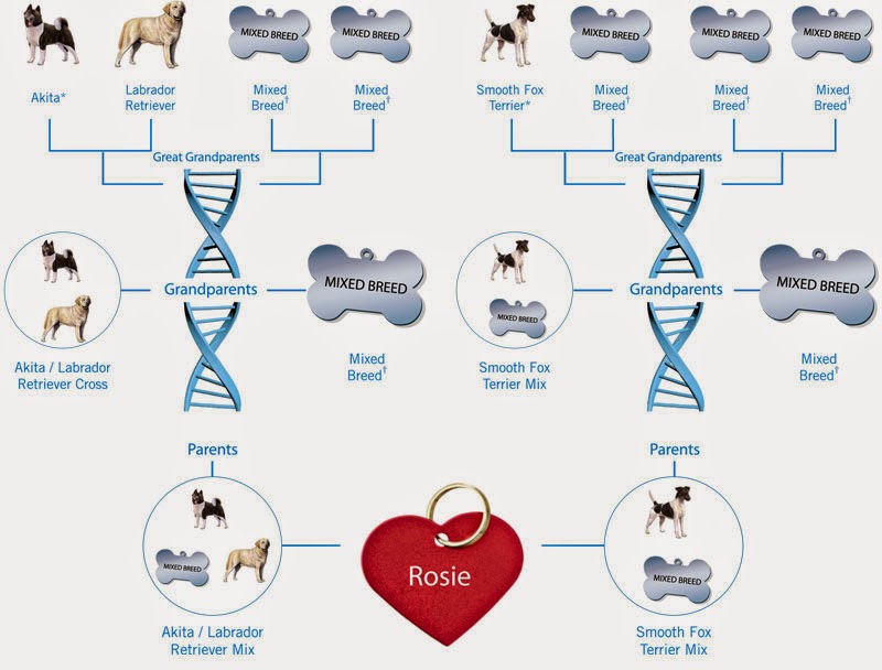 Dog Dna Chart at Stormy Shumate blog
