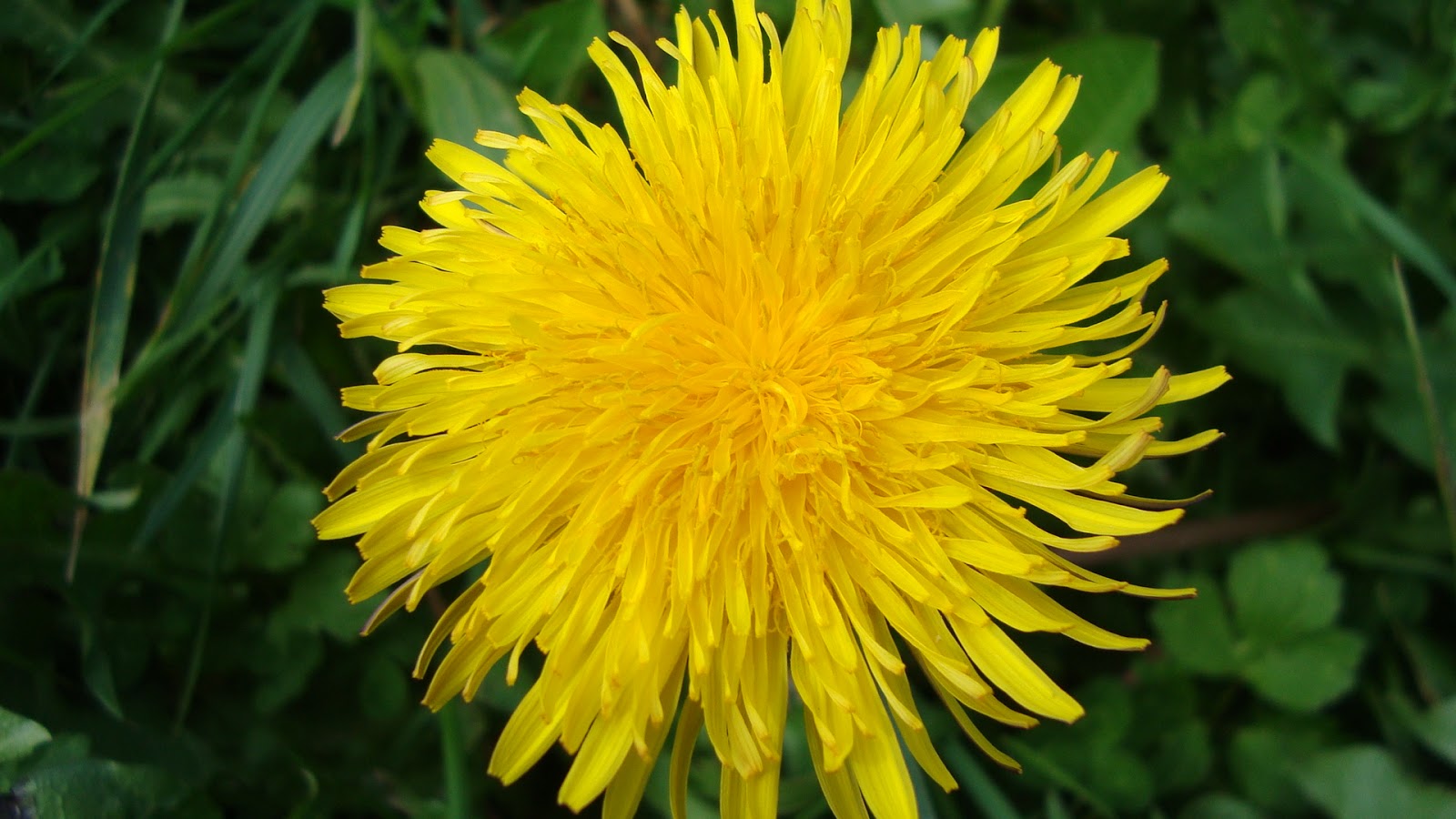 DIENTE DE LEÓN ( Taraxacum officinale ) - El Jardín de Elbe