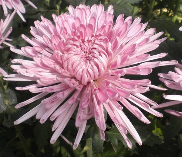blossoms: Chrysanthemum (fuji mum)