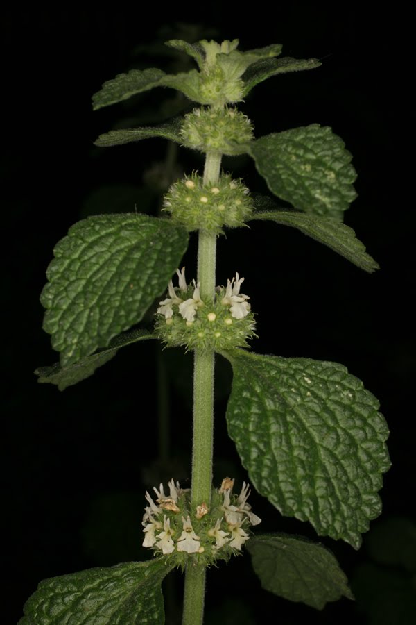 Herbolarios Anonimos: MANRUBIO