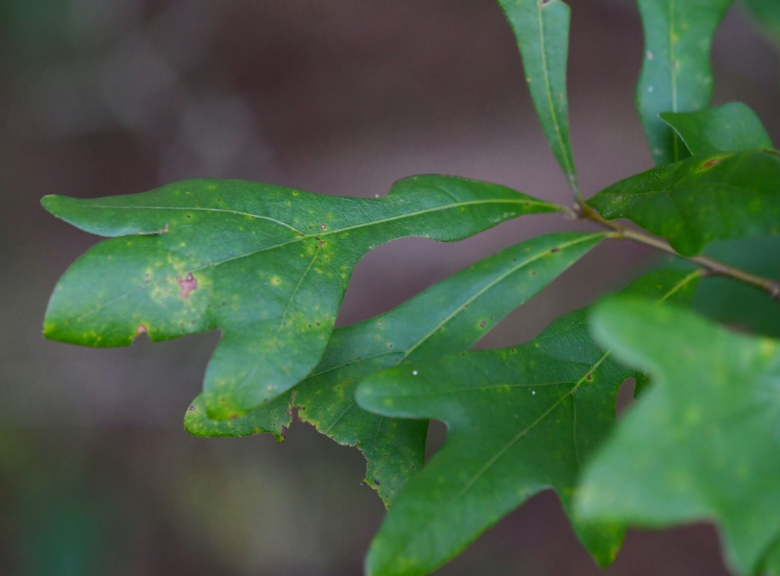 Nature Rambling: Ramble Report June 7 2018