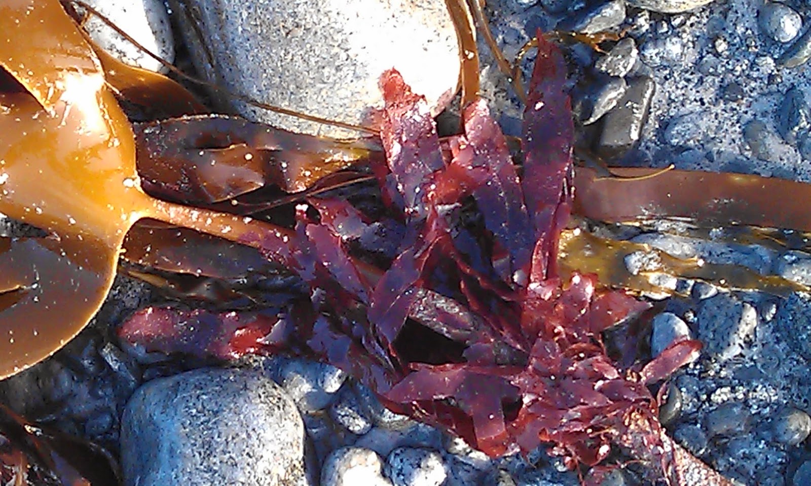 SEAWEED NA MARA : Cooking With Fresh Seaweed