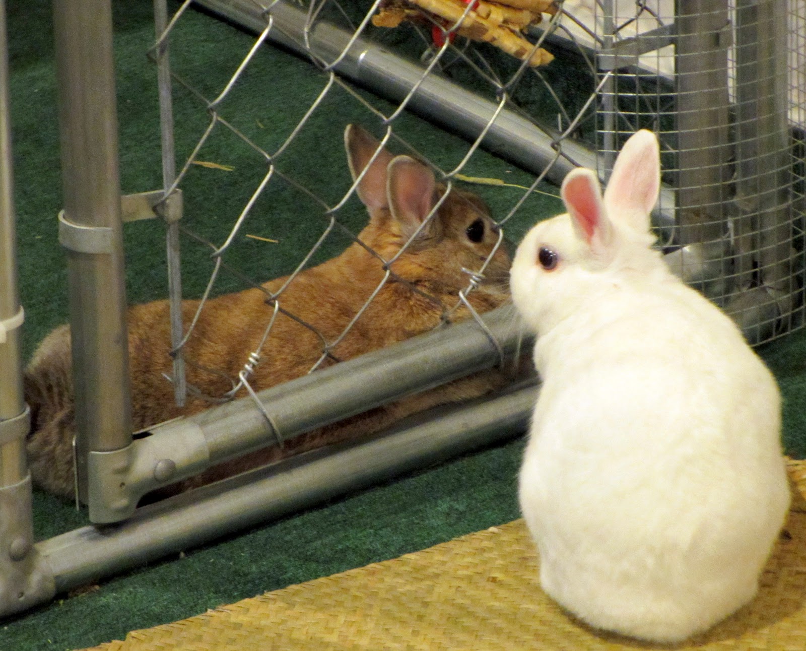 Rabbit Ramblings: One day at the bunny gate ...