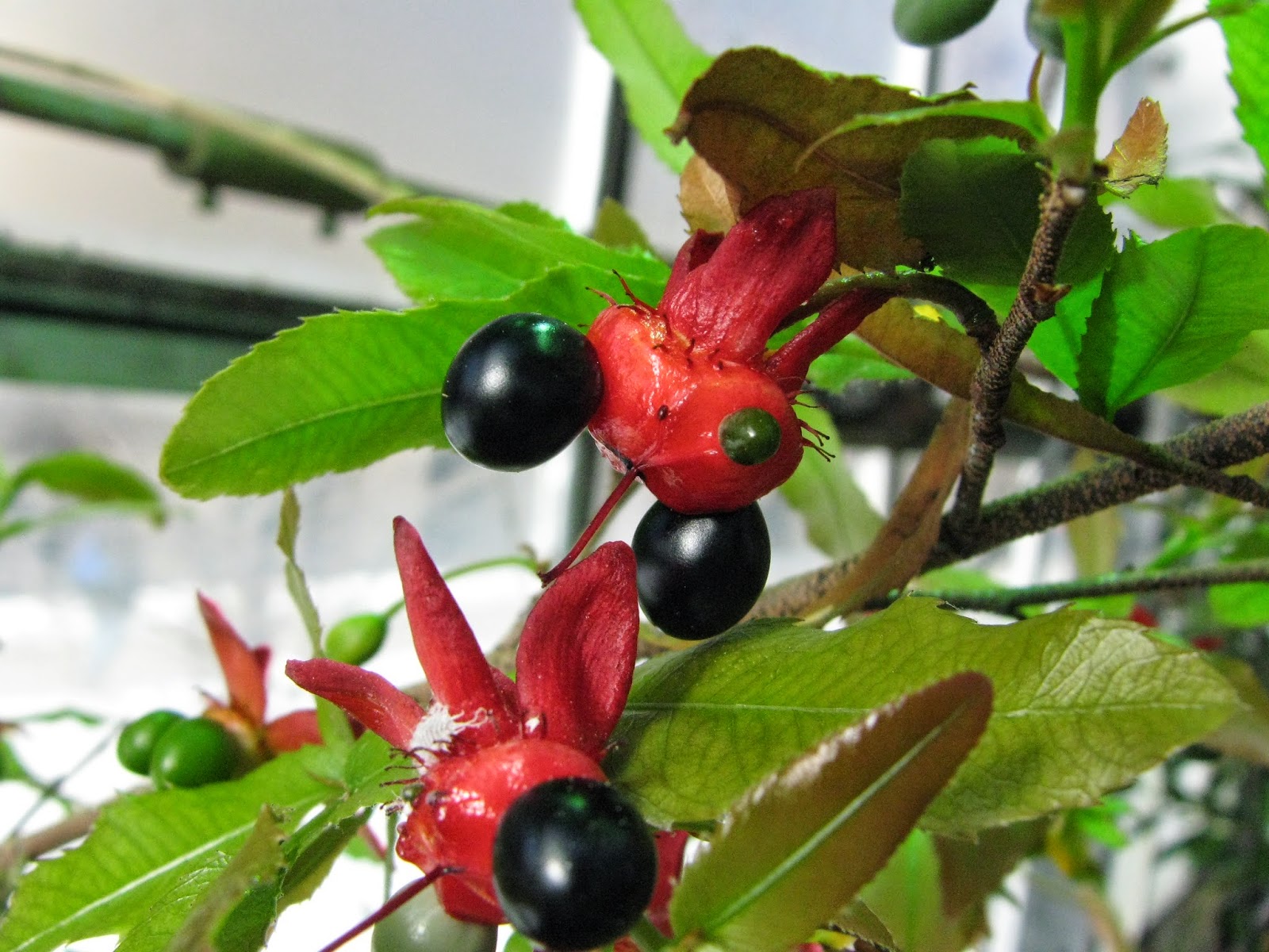 Home And Garden : Growing Mickey Mouse Plants