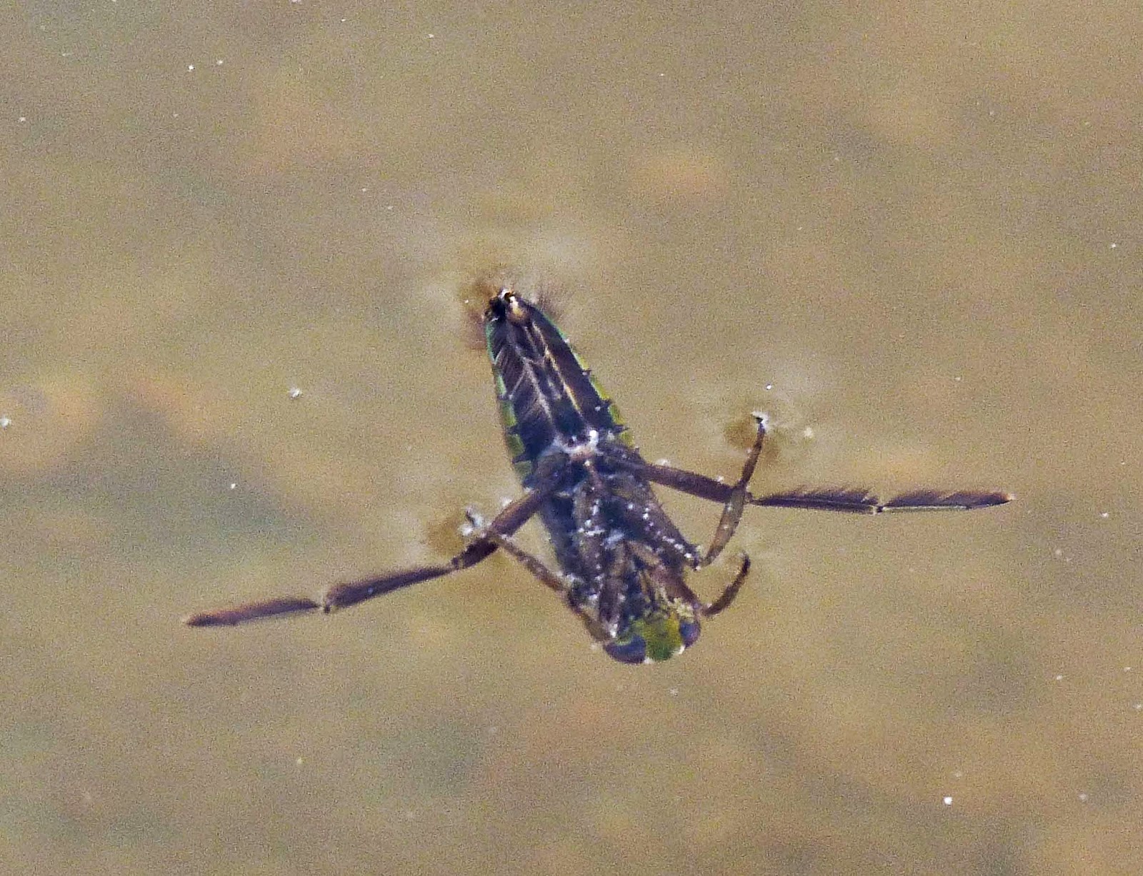 Insects of Scotland: True Bugs