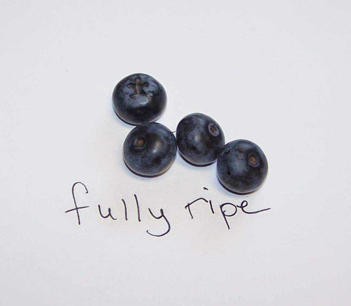 Granny B Farms: Blueberry U-Pick Begins