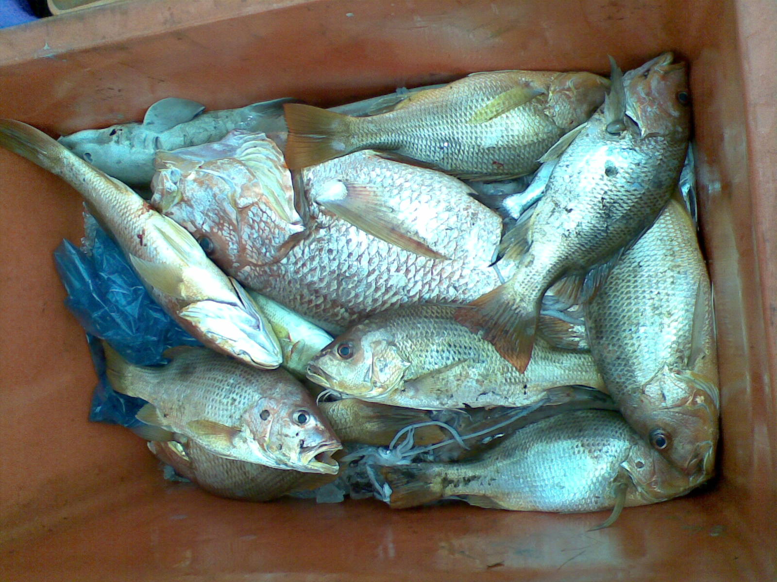 BatamFish: Trip Pancing Pulau Buaya - panen ikan ungar