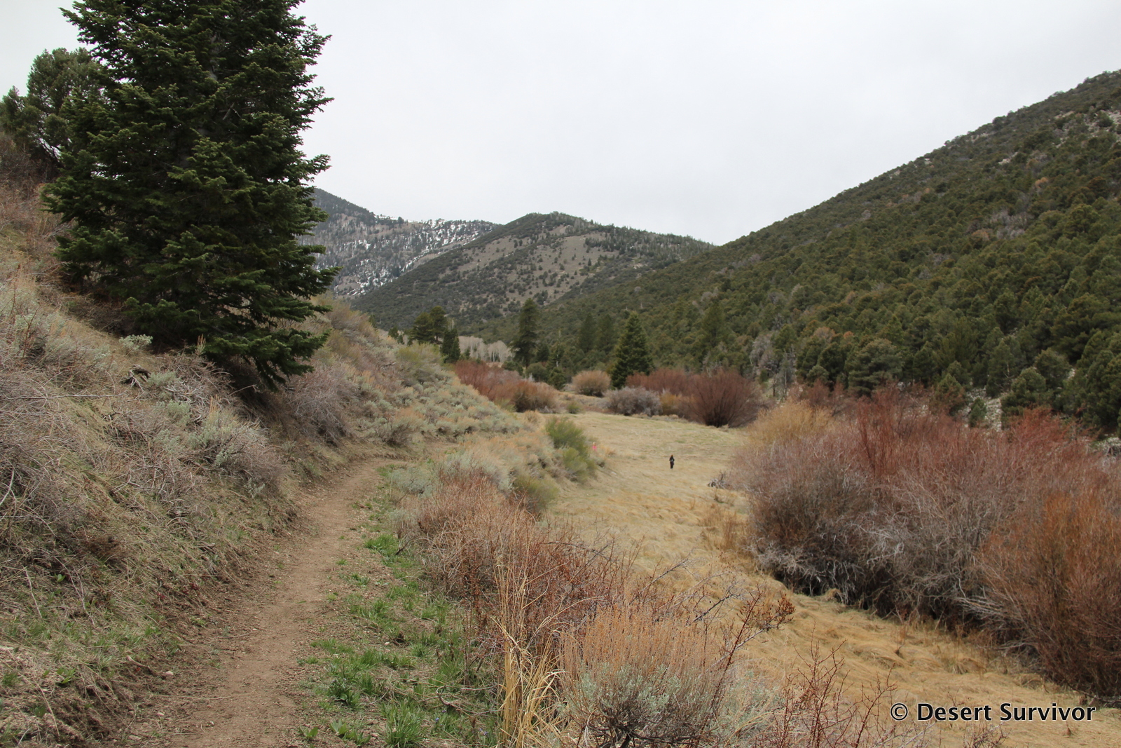 Desert Survivor: Spring Wildflowers in Pole Canyon, Great Basin ...