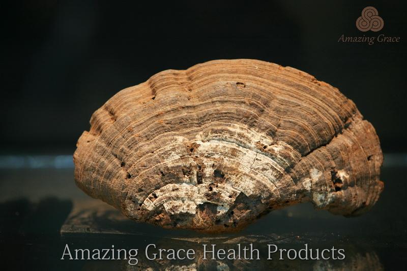 เห็ดพิมานธรรมชาติ เห็ดที่มีฤทธิ์ทางยา