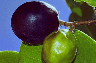 cultura verde: El hicaco y yo (II Parte)