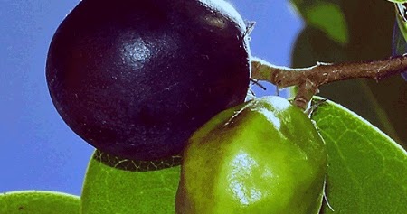 cultura verde: El hicaco y yo (II Parte)