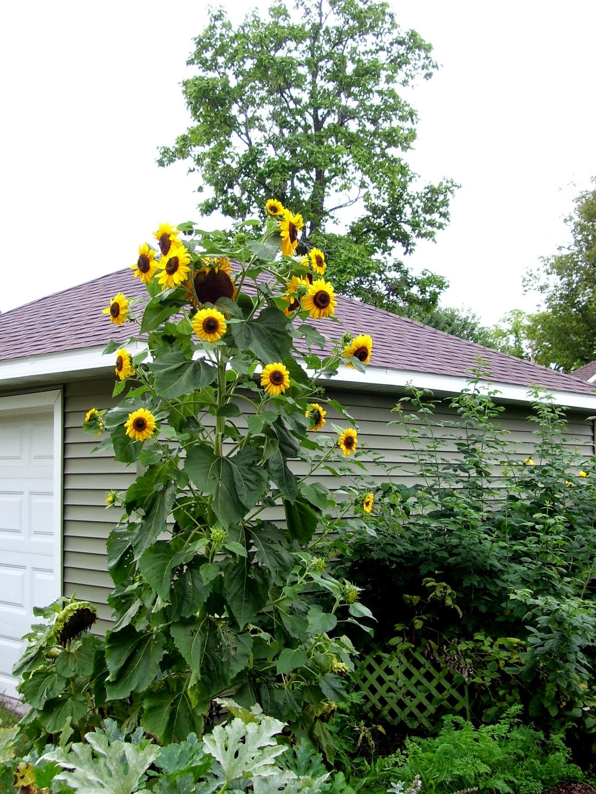 Talking to Plants: Yes, I Have the Biggest Sunflower in My Village