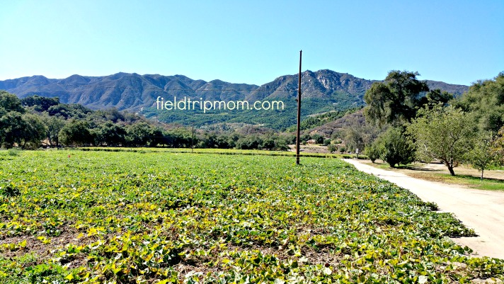 Gourd Farm in Southern California.
