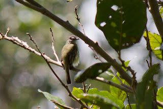 Avistamientos de Aves en Silvanìa (Cundinamarca - Colombia)