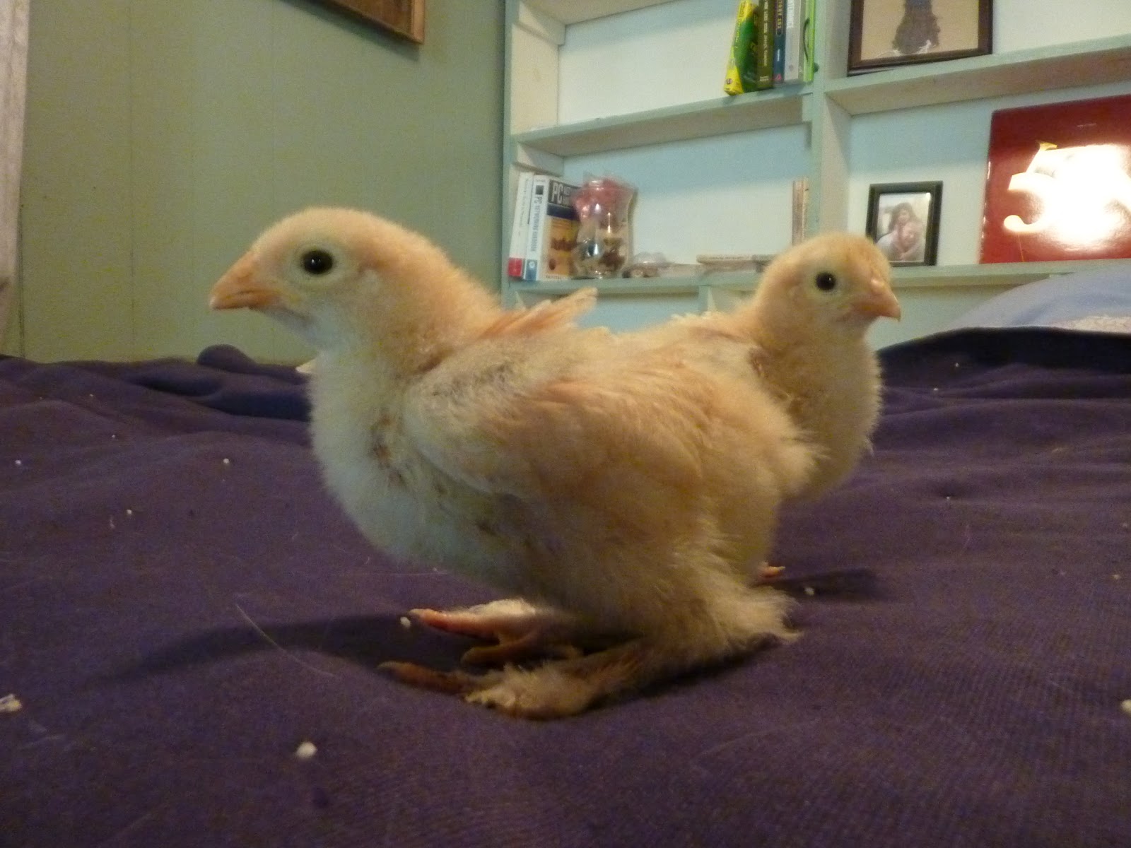urban chicks farm: What's up chickie?