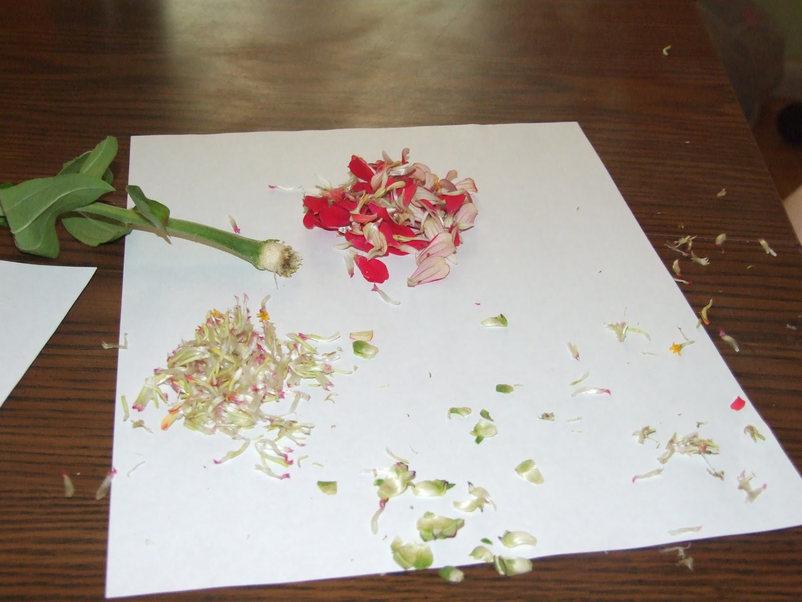 Blissful Moments: Flower Smashing Science
