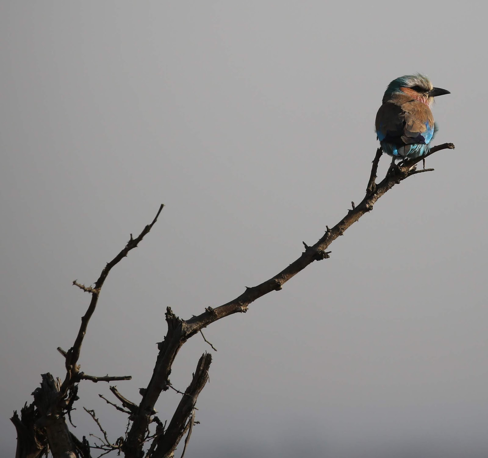 Worldbirder: Clare & Rowan's Africa trip!