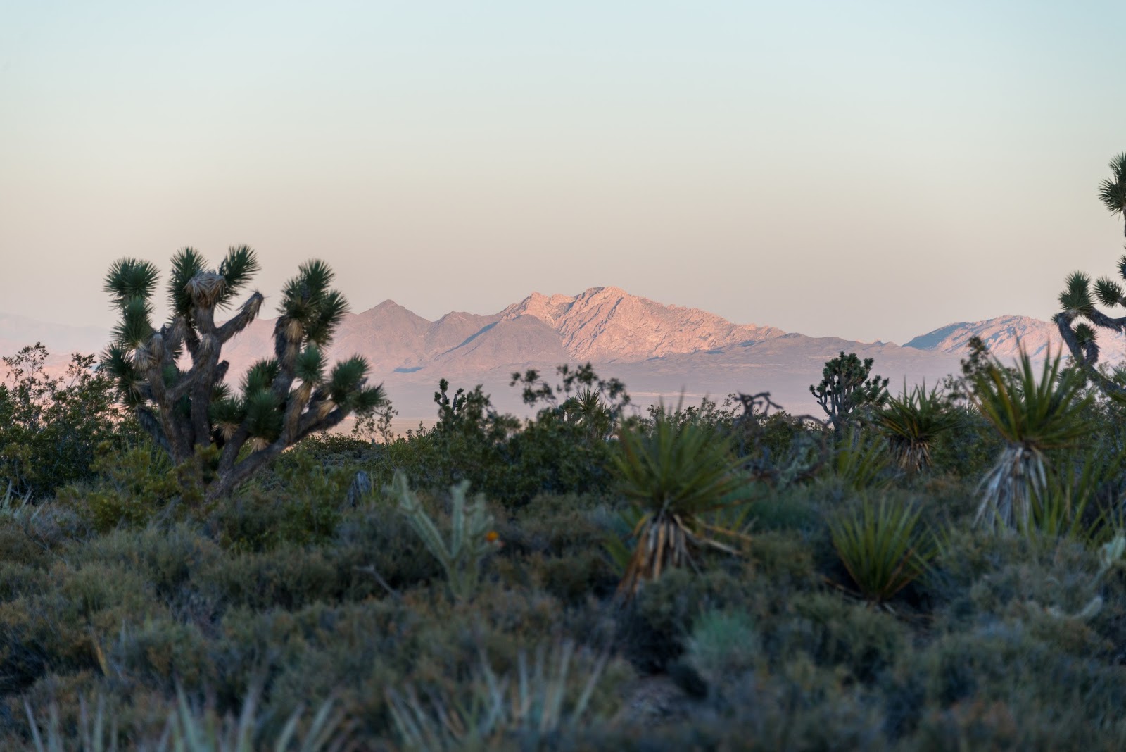 BLM Seeks Public Input on Wind Project That Would Jeopardize Joshua ...