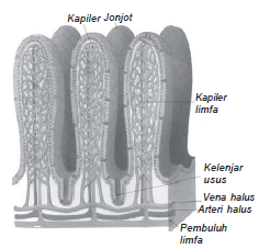 Sistem Pencernaan Manusia | Info Terbaru