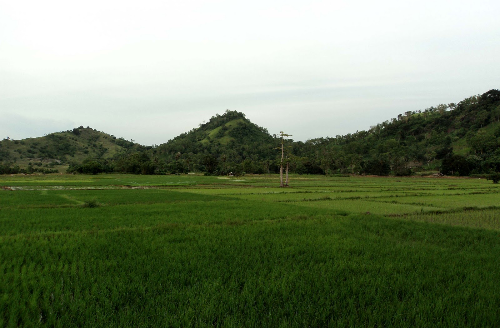 Pelaihari Ulun: Pesona Keindahan Menuju dan di Pantai Batakan Pelaihari